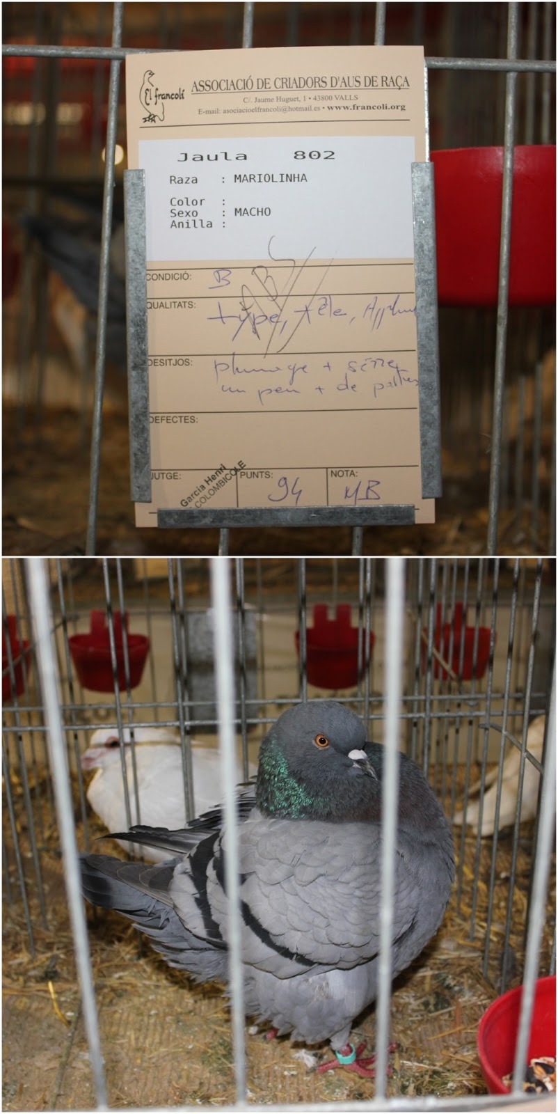 Mis amigas las palomas: Fotos palomas de raza