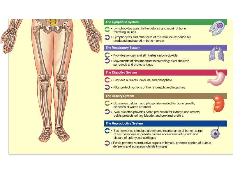 Human System Interactions: Skeletal System