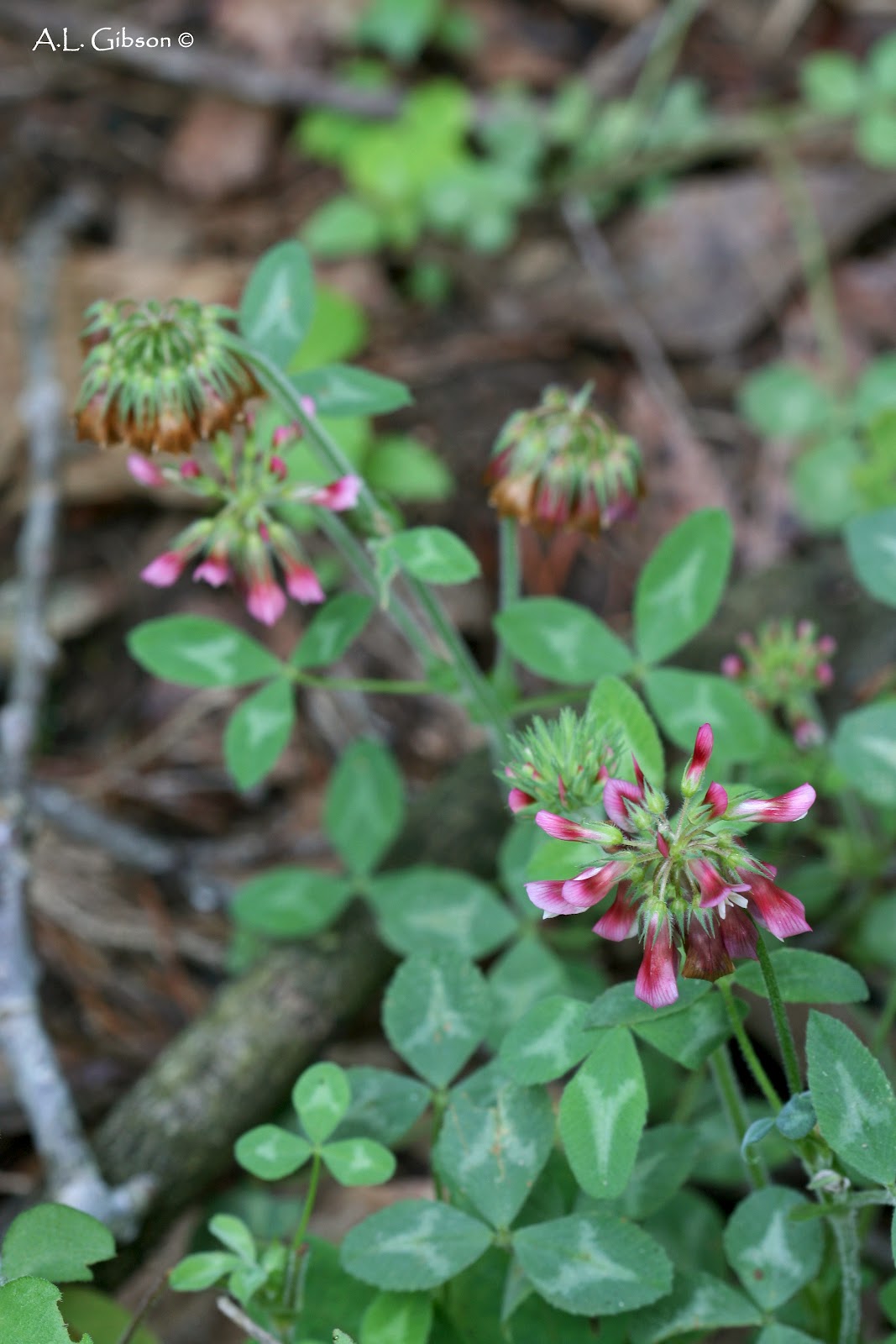 The Buckeye Botanist: Buffalo Clover Re-discovered 100 Years Later