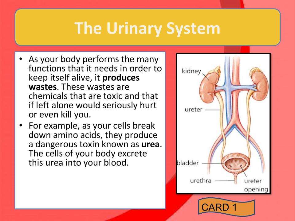Ms Rashid: Science - Human Body Systems (Urinary System)