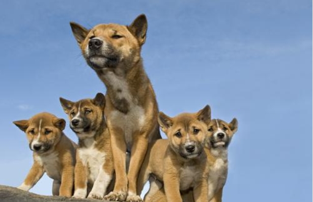 White Wolf : The Rare Singing Dog Of Papua New Guinea (VIDEO)