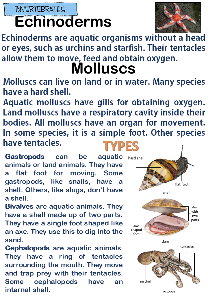 Natural Science 6º CEIP Camposoto: invertebrates - groups