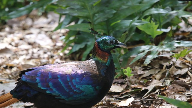 National Things of Nepal