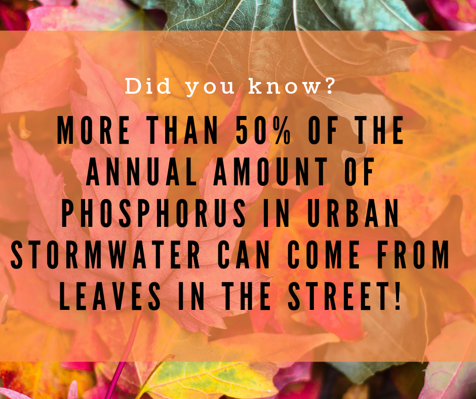 Waunablog When Leaves Fall So Can Water Quality Waunablog When Leaves Fall So Can Water Quality