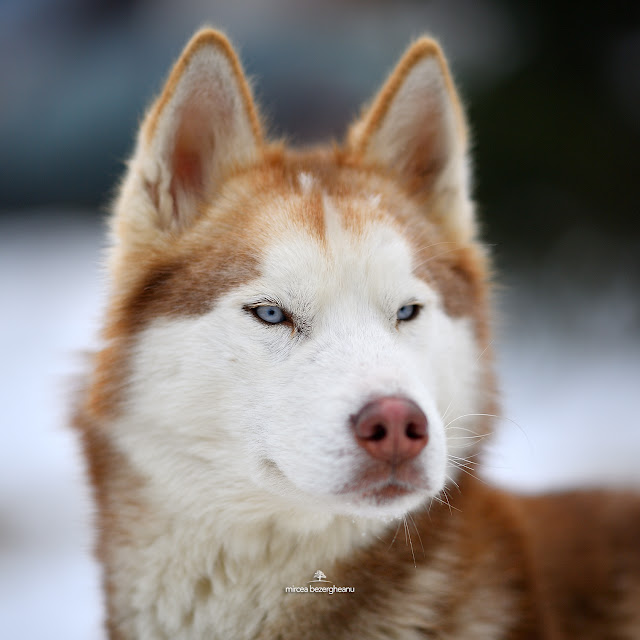 Fundătura Ponorului, fântâna Zânelor și cîinii cu ochi albaștri