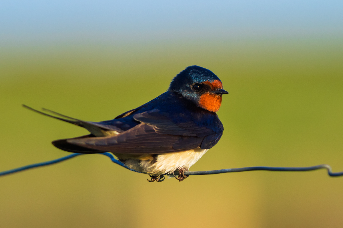 Langbråten foto og natur: Vanlig og uvanlig svale