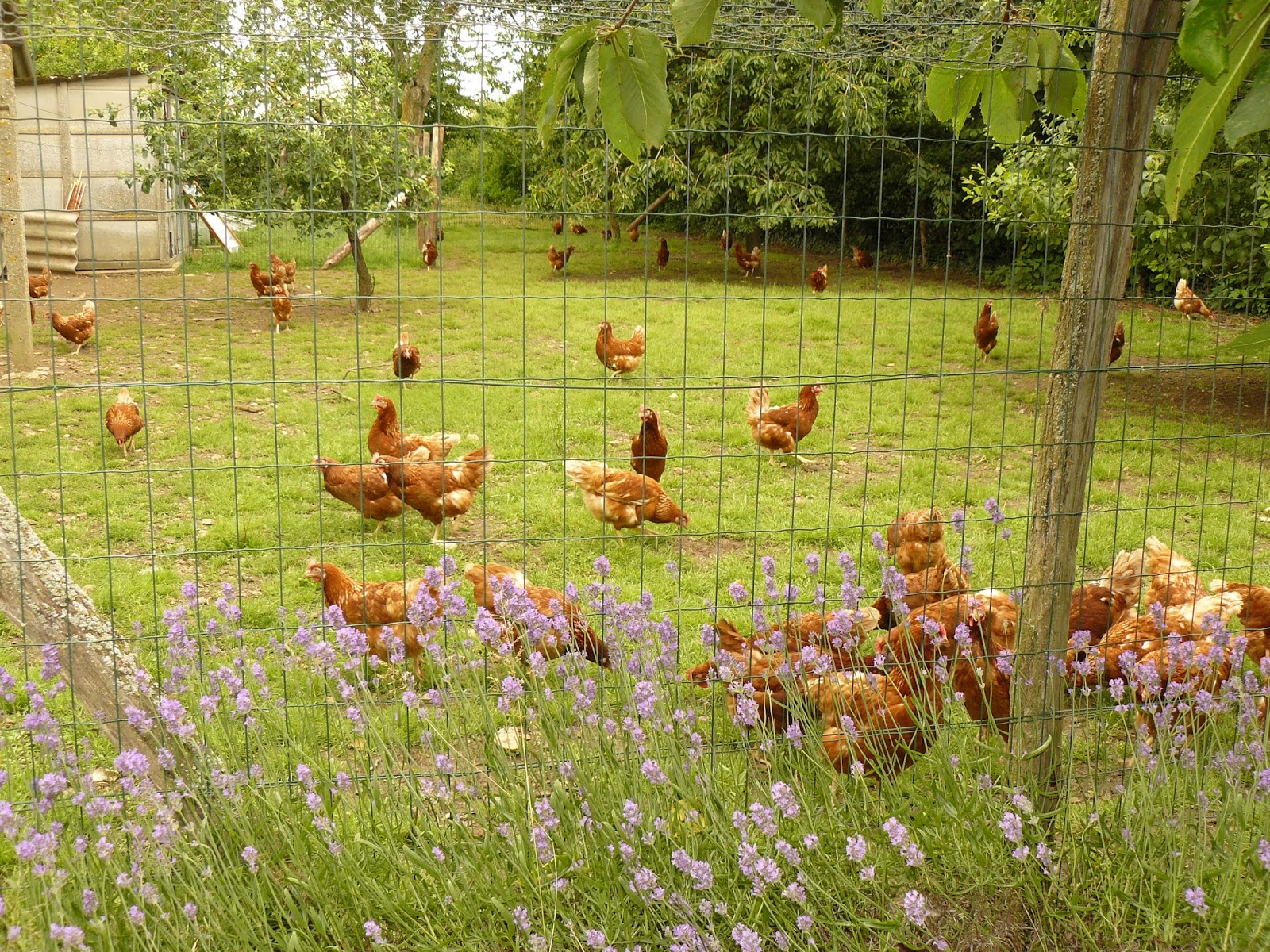 Ferme LECOQ - Producteurs de volailles fermières: Nos volailles
