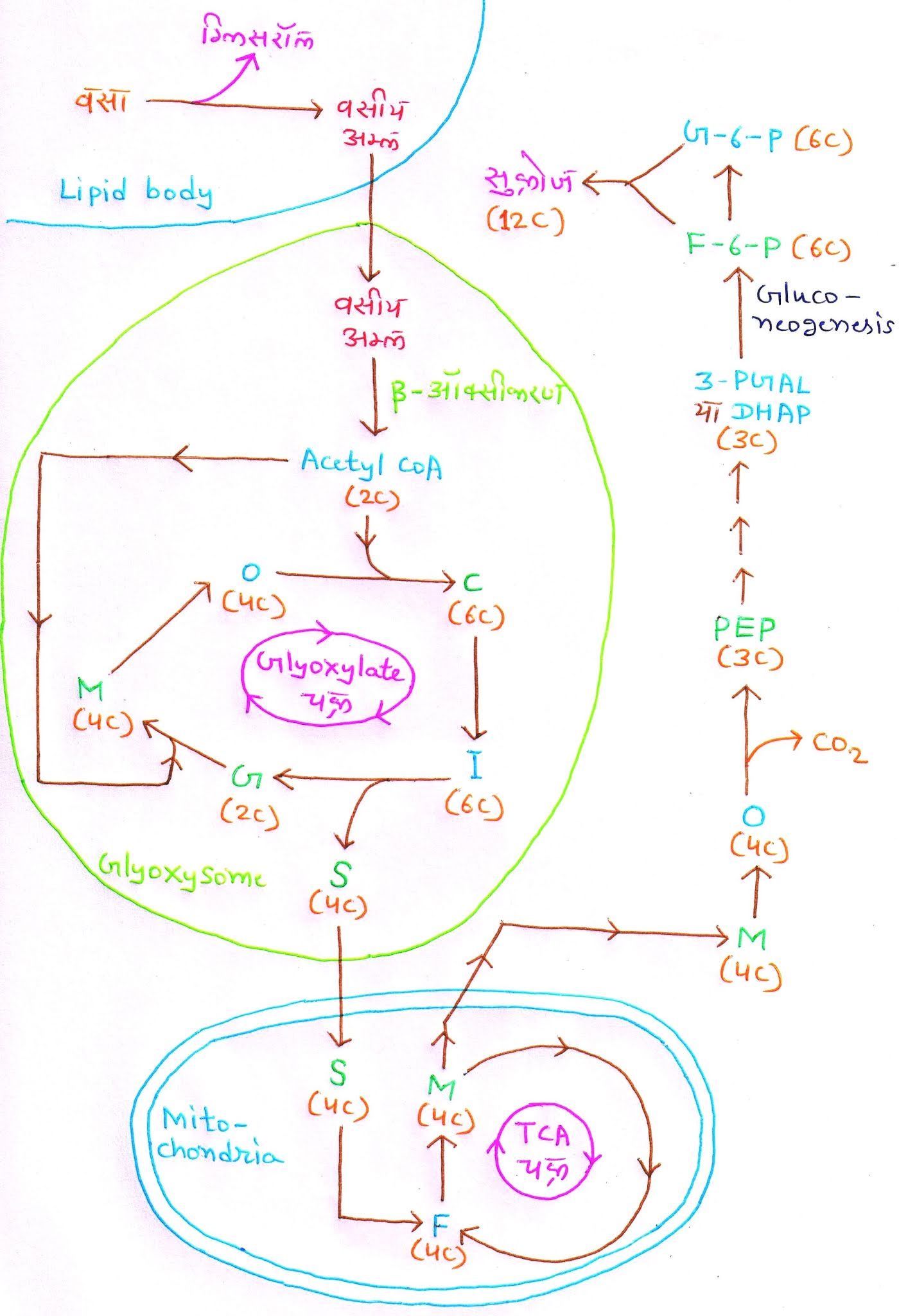 The Electron Transport Chain Carbohydrate Metabolism Ii