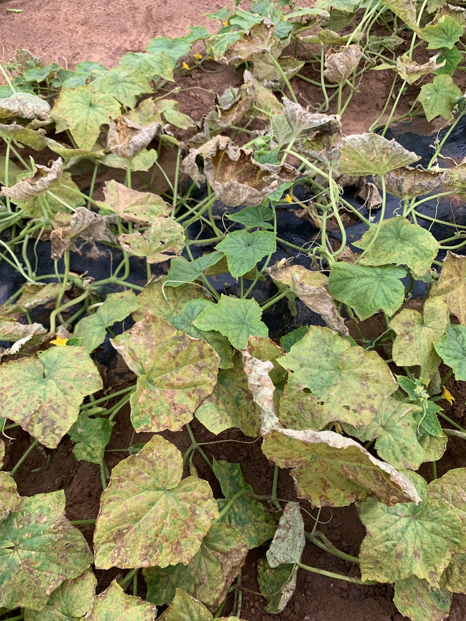 Nova Scotia Vegetable Blog: Cucurbit downy mildew!!!
