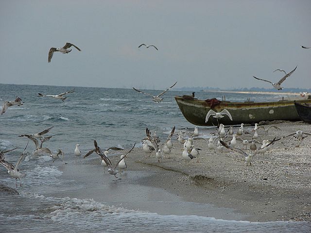 Marea Neagră: Flora si fauna Mării Negre