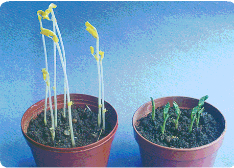 Griya Hidroponik Jogjakarta: Panduan ber-Hidroponik (Langkah 1)