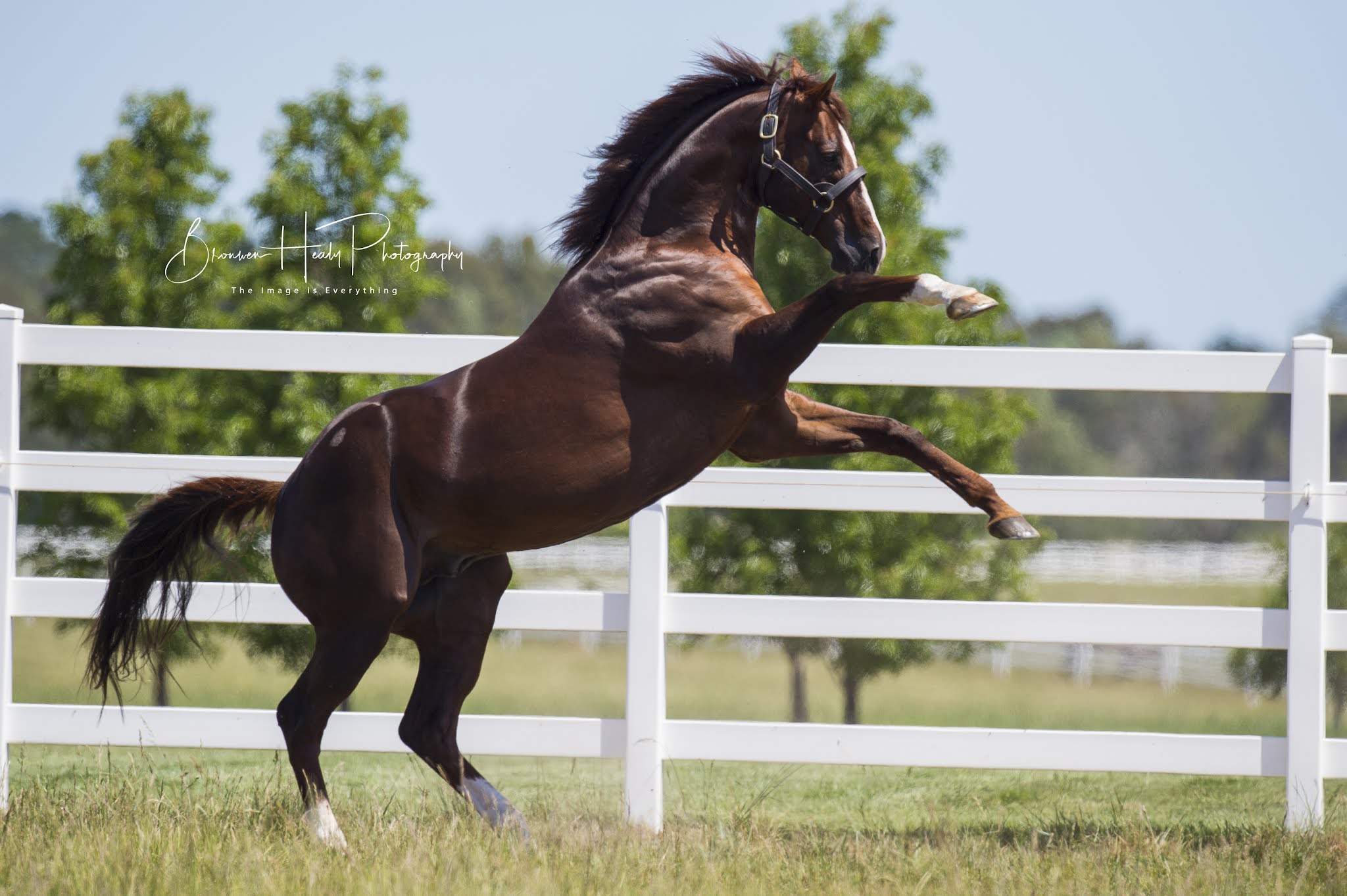 The Rise and Rise of Written Tycoon - Champion Australian Stallion for ...