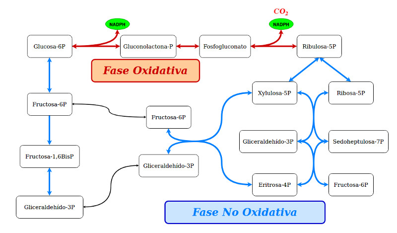 Ruta de las Pentosas-fosfato