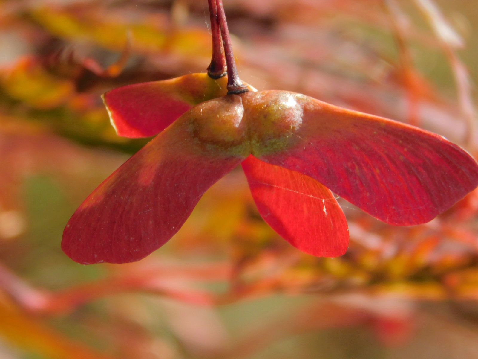 LA MULTI ANI, ROMANIA!: Fructe de artar japonez