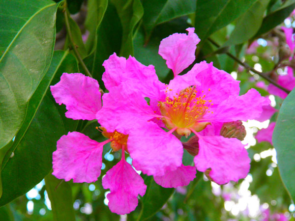 Siempre Verde Venezuela: Caracas en Flor