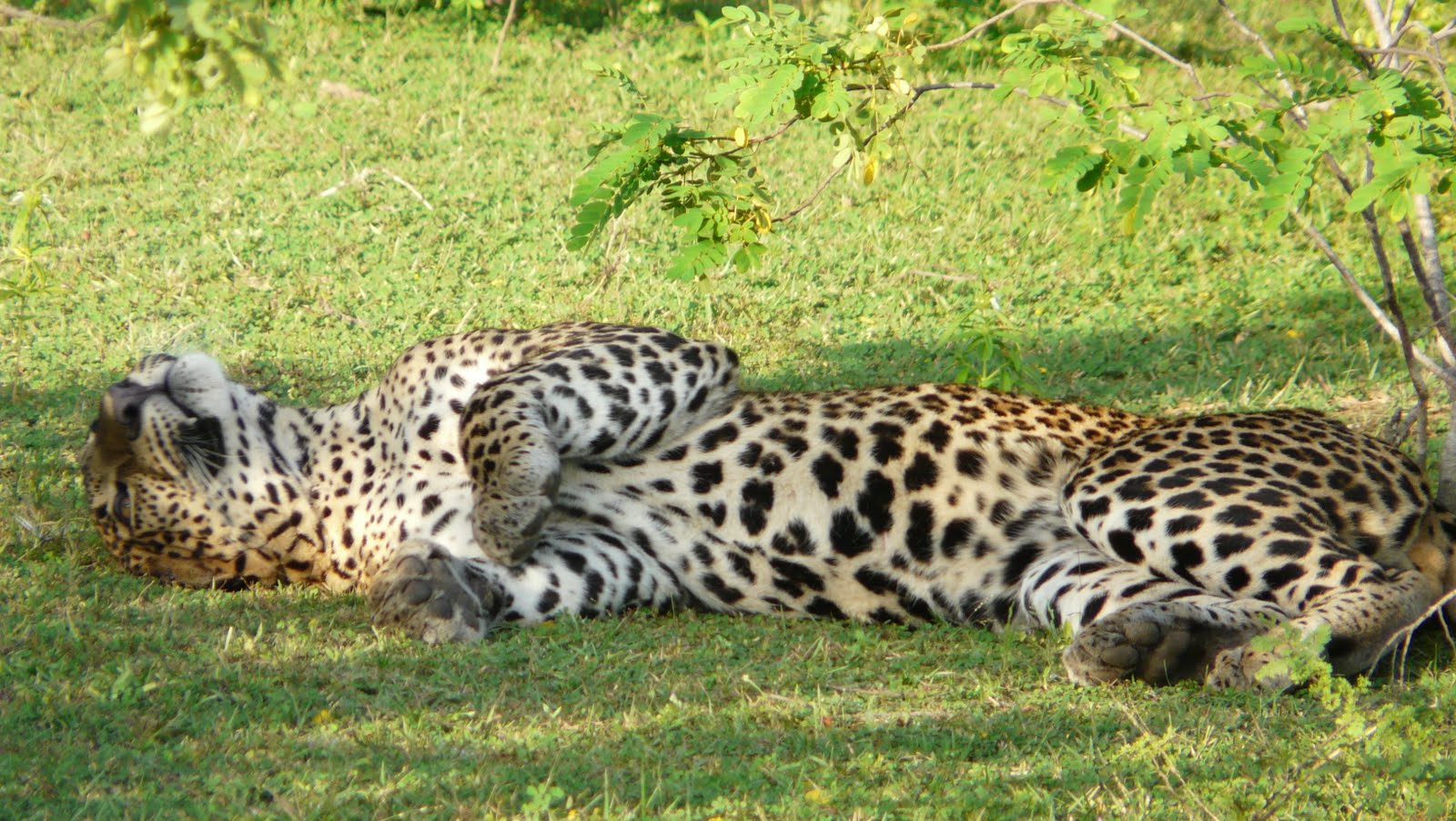 Wild Animal in Sri Lanka (Picture Collection): Tiger in Yala Park