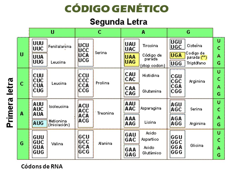 BIOLOGÍA CON LAS TICS