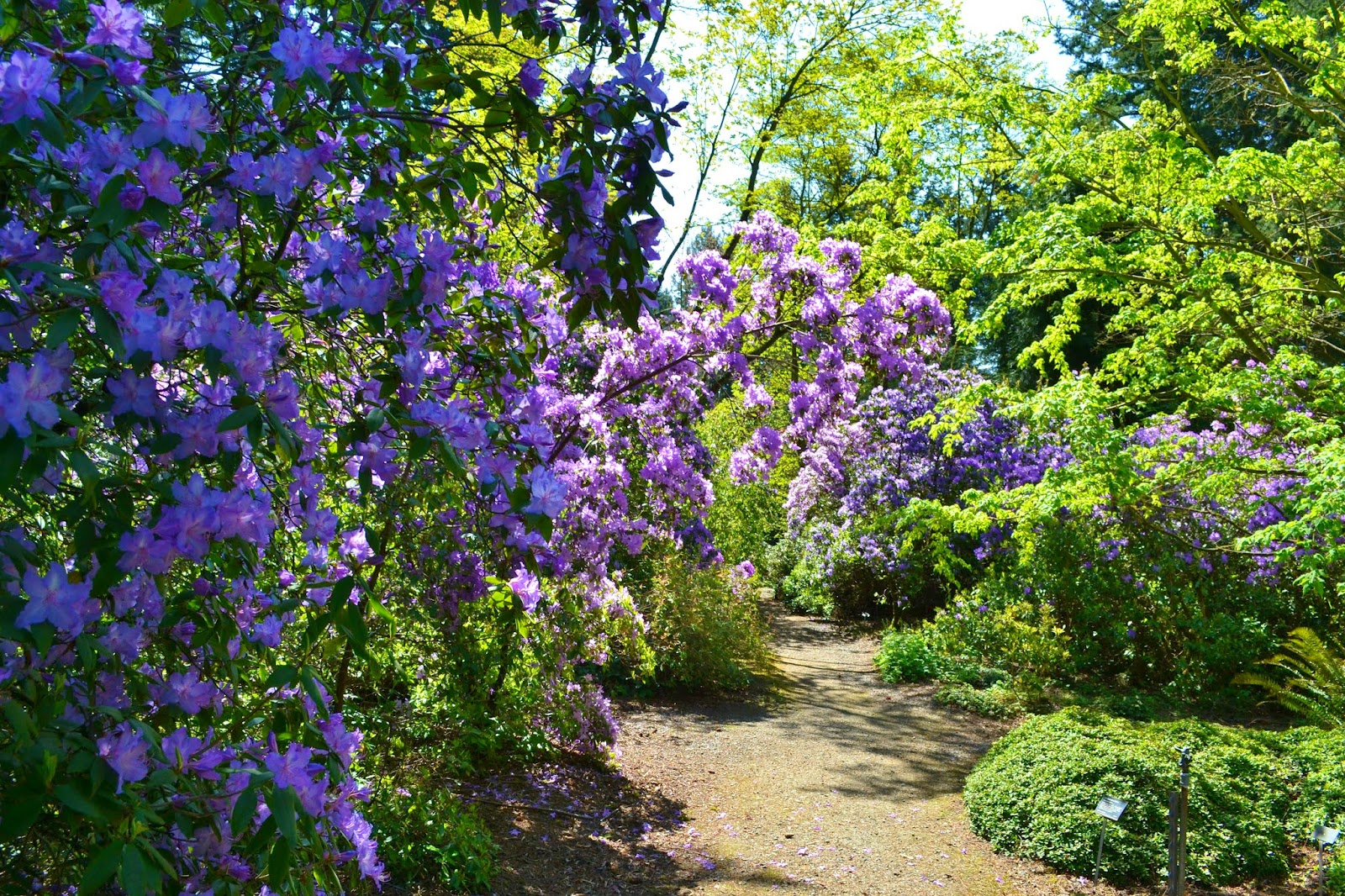 Linda Letters:: Rhododendron Species Foundation Botanical Garden