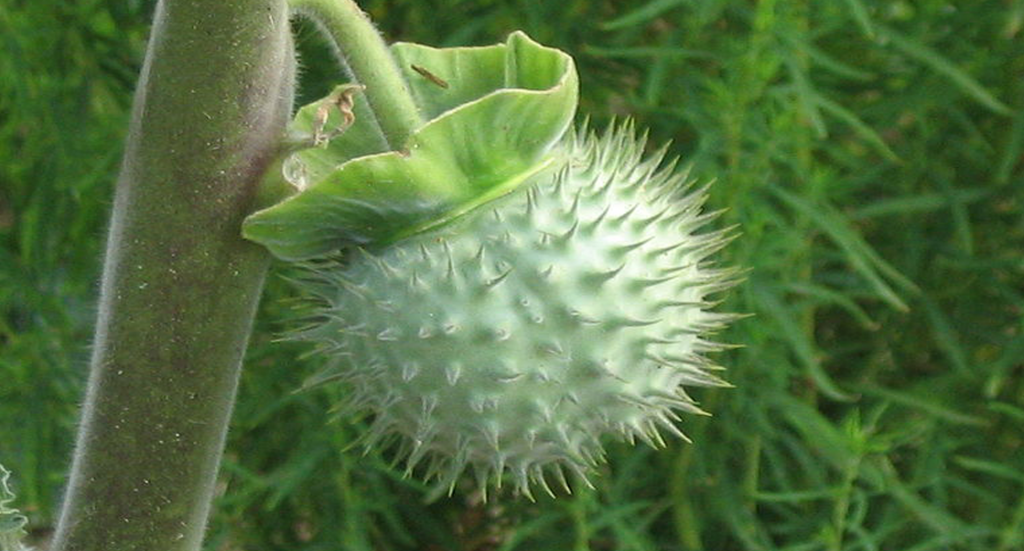 Terbukti Baik Untuk Kesehatan Tulang, Buah Kecubung Malah Bahaya Jika ...