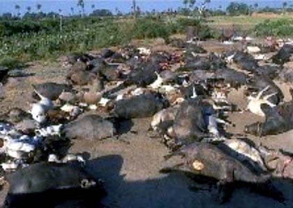 Fred Widdowson's Blog: Exodus 9:1-7 comments: a grievous murrain