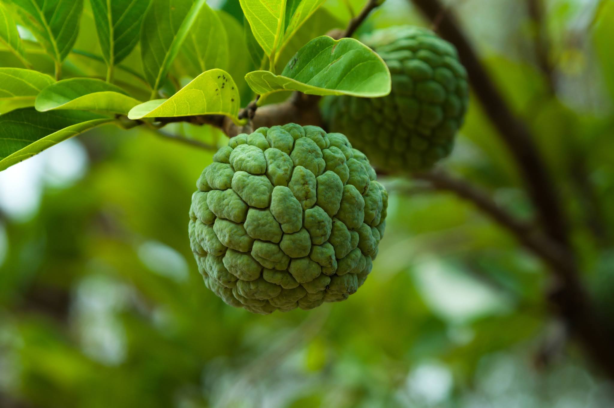 FRUTAS BRASIL: CULTIVO DAS ANONÁCEAS