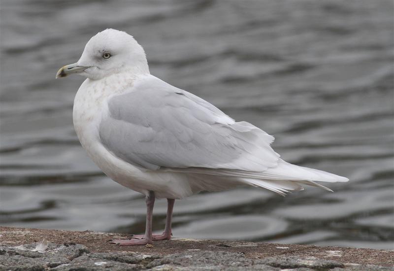 UK Gulls: Iceland Gull (larus glaucoides) - South Sheilds - February 2012