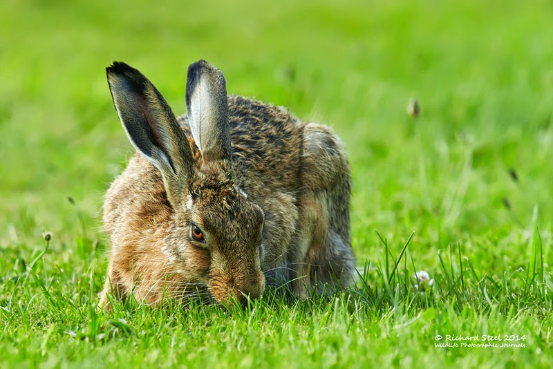 Wildlife Photographic Journals: Just the Hare Necessities