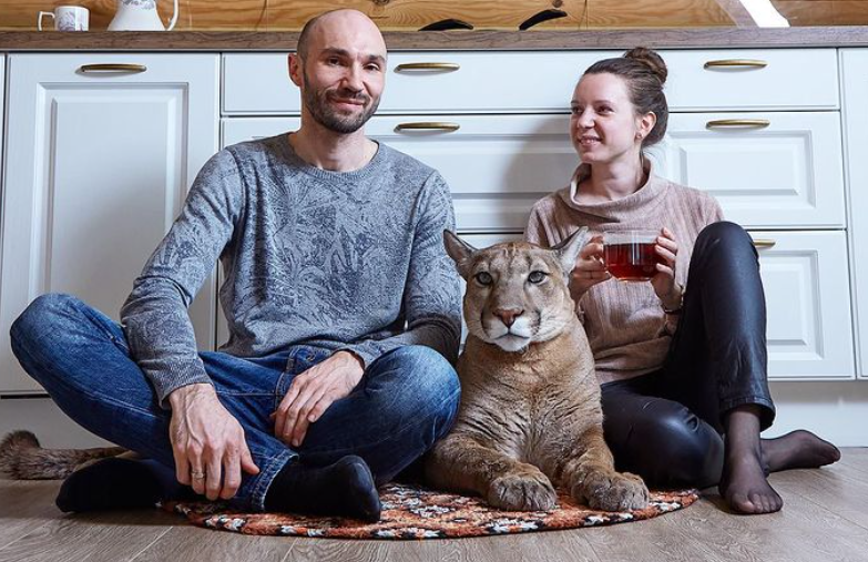 Russian couple is living happily with a massive mountain lion, the real ...