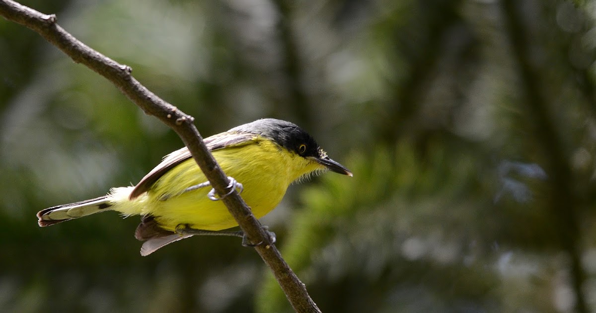 Birds of Southeast Brazil: Common Tody-Flycatcher - Todirostrum ...