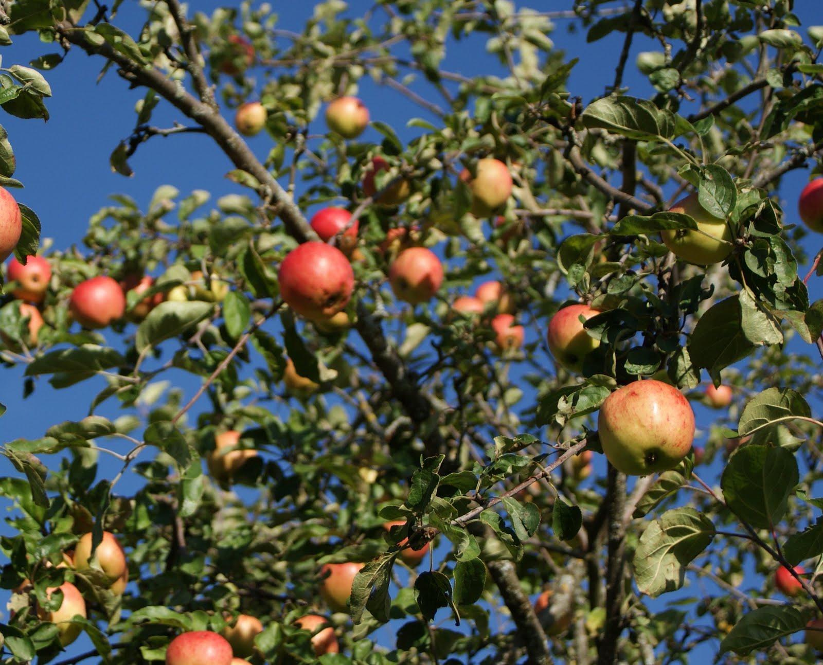 Gårdsjenta: Epletid