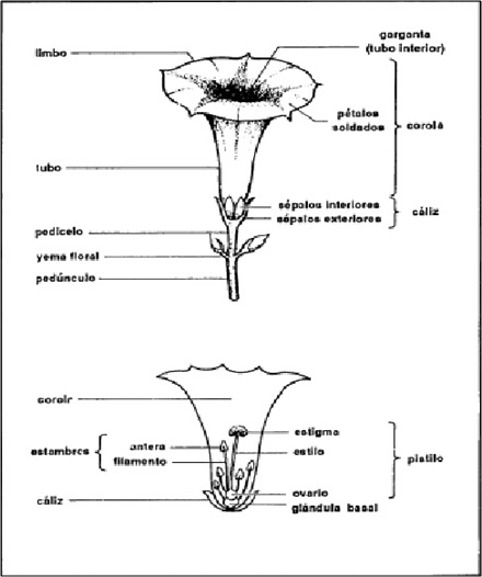 EL CAMOTE: EL CAMOTE