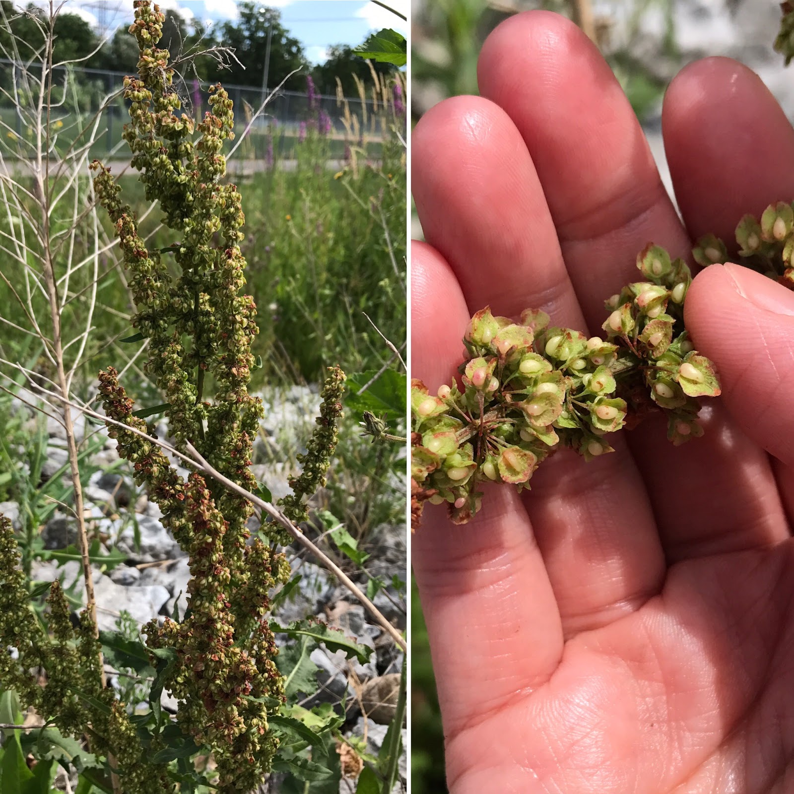 Once upon a cook: Curly Dock Seed Bannock - Wild Edible Flour ...