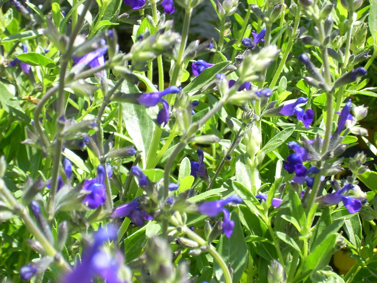 Collection de sauges pour terrain sec ~ Les Jardins Botaniques de la Boirie