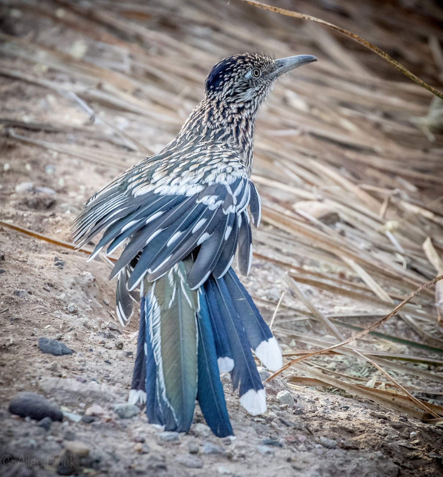 Feather Tailed Stories: Roadrunner