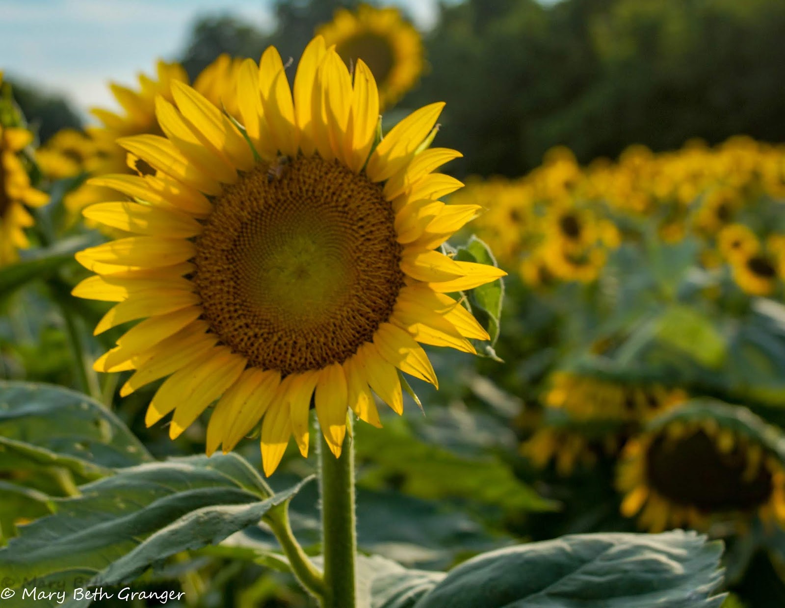 Photographing Sunflowers