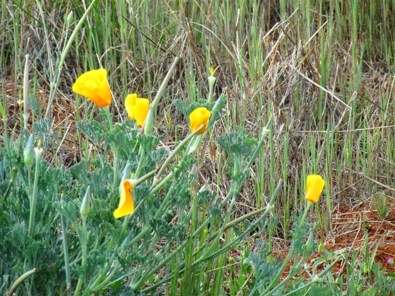 The Santa Rosa Plateau... - HAERR TRIPPIN'