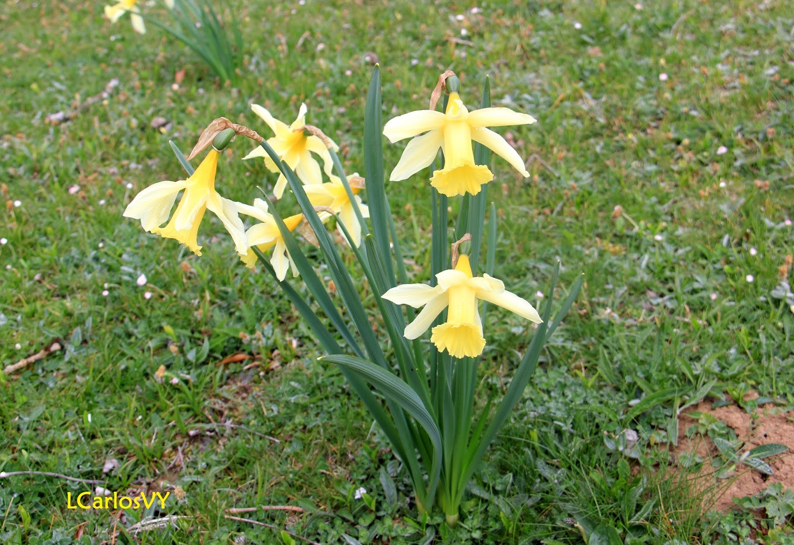 Plantas silvestres de Asturias: Narciso trompón - Narcissus tortuosus