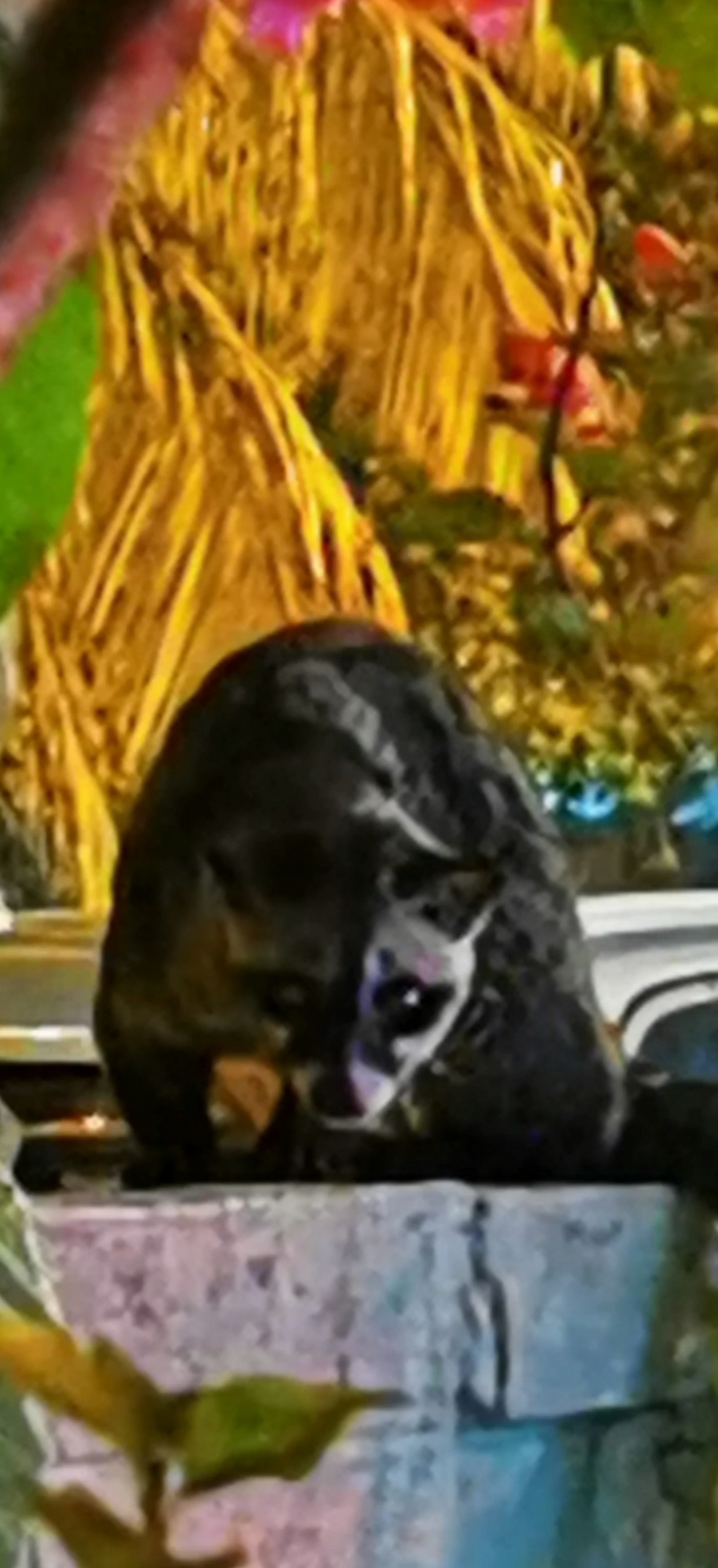 babY-pose: Foodpanda or Pandan Fox | seram menunggu foodpanda