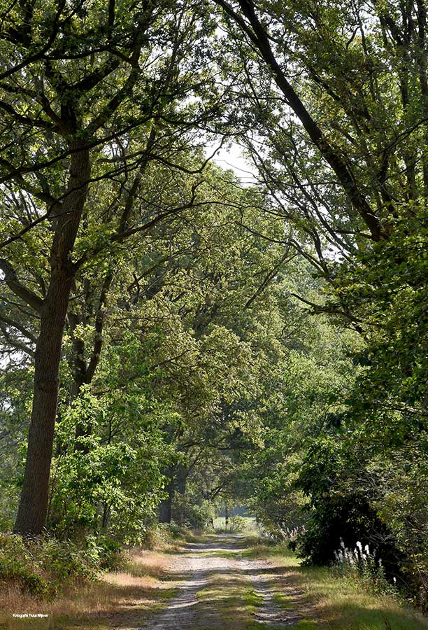 Wandelingen, een weblog met wandelroutes: Rondwandeling Groot Agelo ...