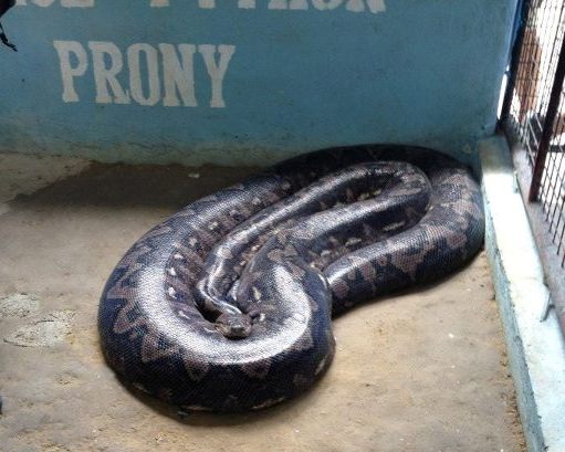 Gorgeous Glance: Bohol trip day 2