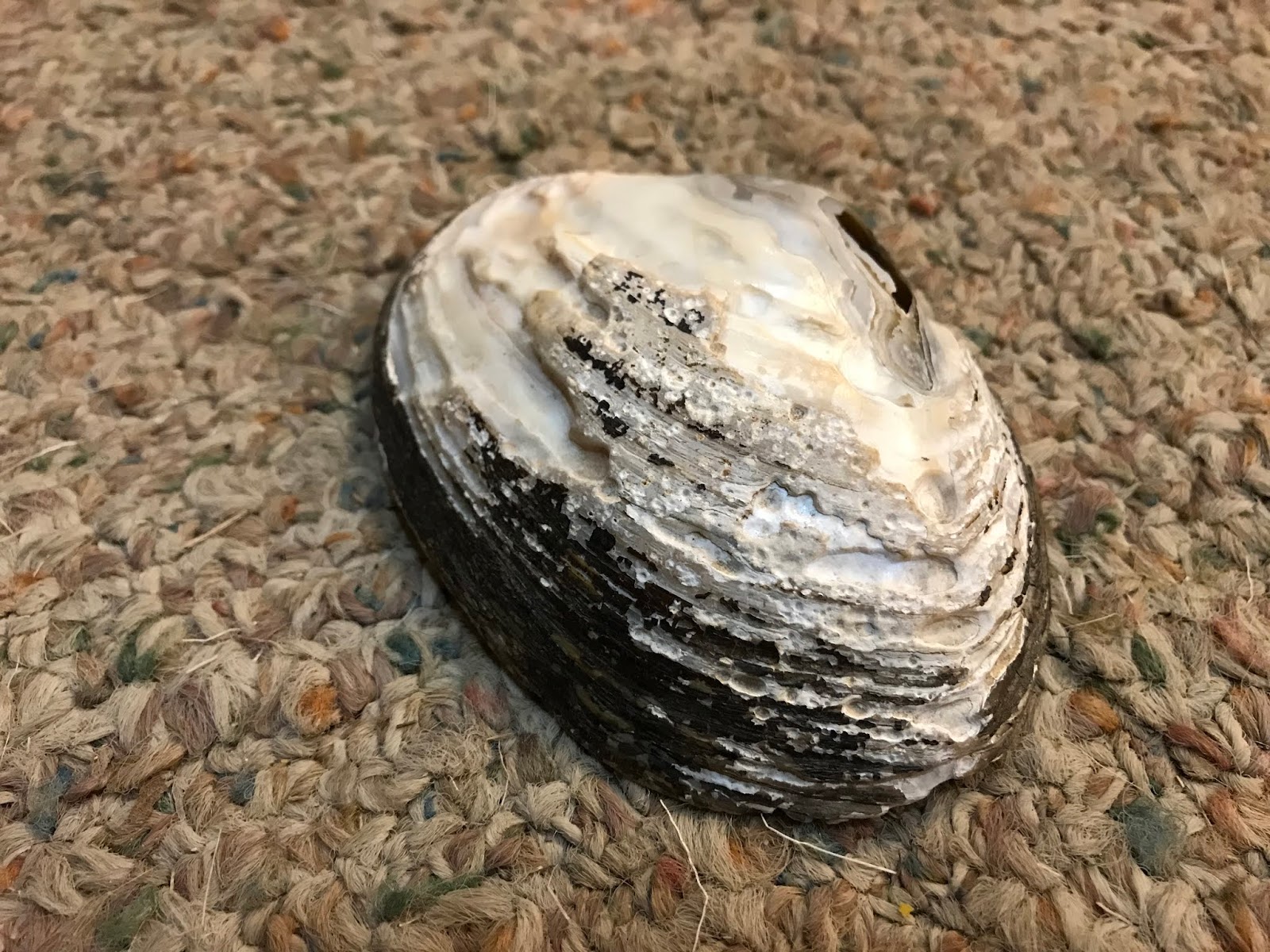 Museum of Scott County "Artifact of the Week": Mussel Shell