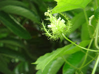 Padang Jawa - Masih Ku Ingat, Dulu Lain Sekarang Lain: Buah Letup letup ...