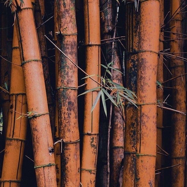 The Miracle of the Bamboo Tree