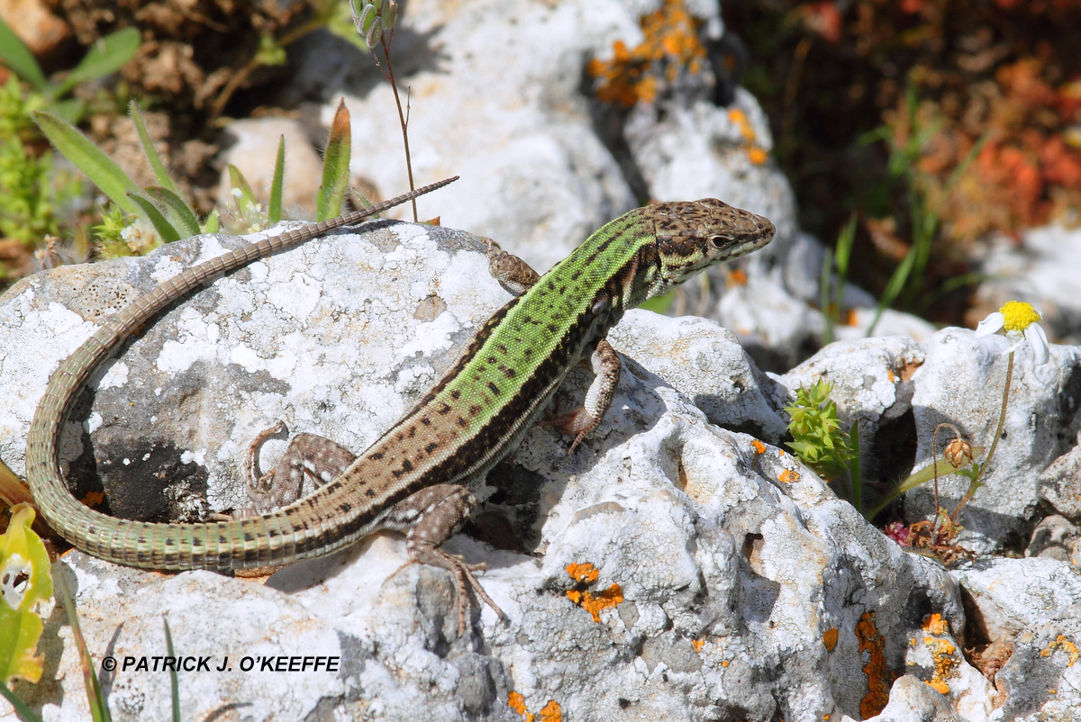 Raw Birds: CRETAN WALL LIZARD (Podarcis cretensis) Moni Ioannou ...