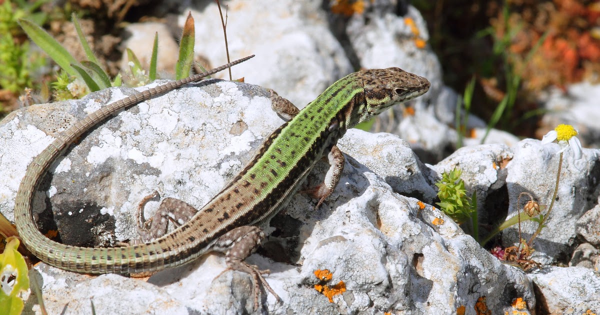Raw Birds: CRETAN WALL LIZARD (Podarcis cretensis) Moni Ioannou ...