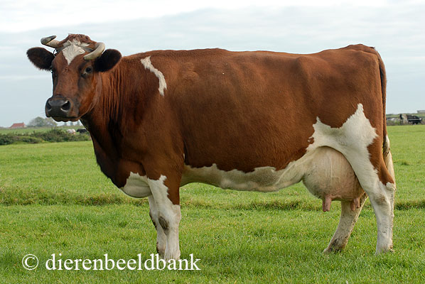 Animal science: Dutch cattle breeds