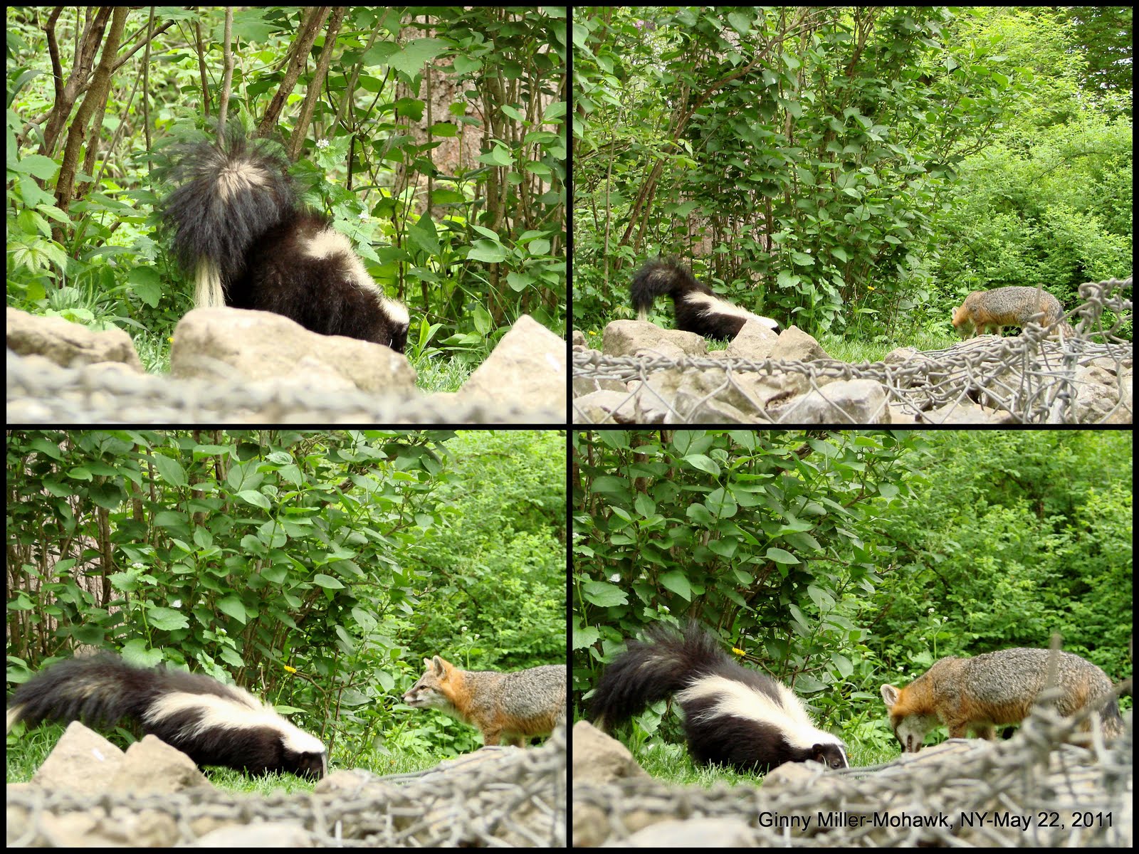 Photography By Ginny: Gray Foxes-Males And Females-Skunk-May 22, 2011
