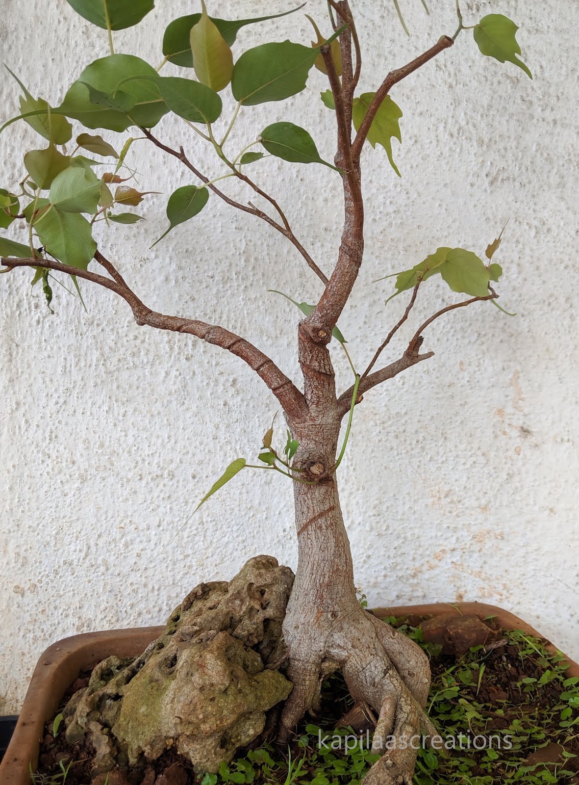 Aswathais a fast-growing species. It is a large deciduous tree. In ...