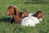 Jenis-Jenis Kambing Boer Serta Harga Dan Ciri-Cirinya
