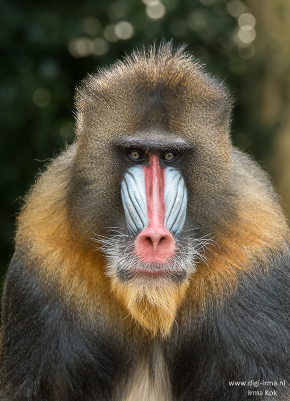 Irma's Natuurbeleving: Apen /Monkey